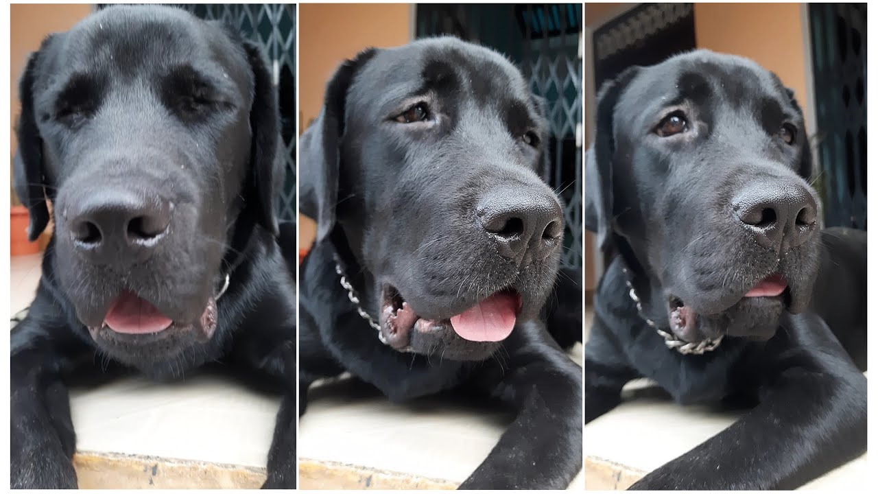 Labrador after waking up from sleep | Brozo | - YouTube