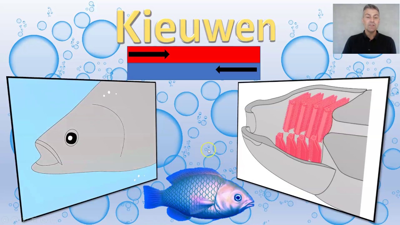 Gaswisseling bij dieren - gaswisseling - Biodam video 3 van 3 - YouTube