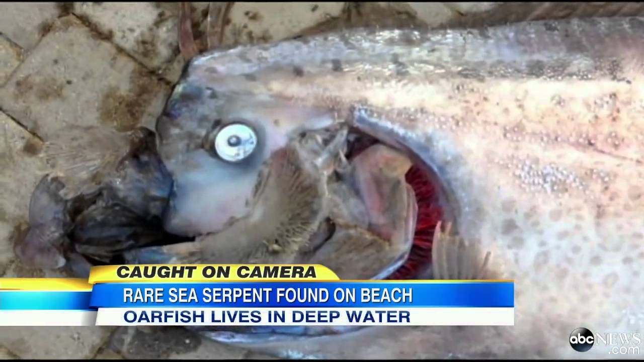 Oarfish Corpse VIDEO Snorkeler Comes Face-to-Face with 18-Foot 'Sea ...