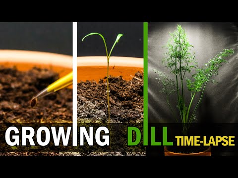 Growing Dill from Seed to Plant (40 Days Time Lapse)