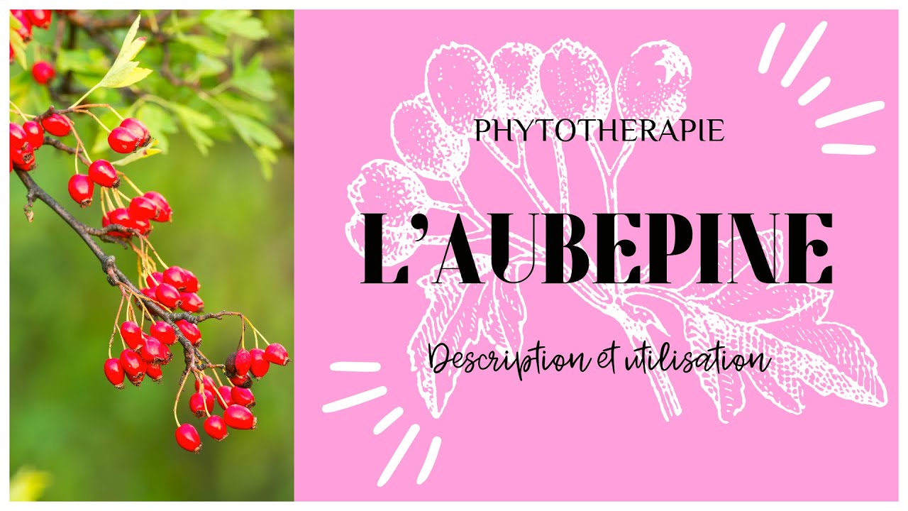 L'AUBEPINE EN PHYTOTHERAPIE - TOUT SAVOIR EN 3 MINUTES 🌿 - YouTube