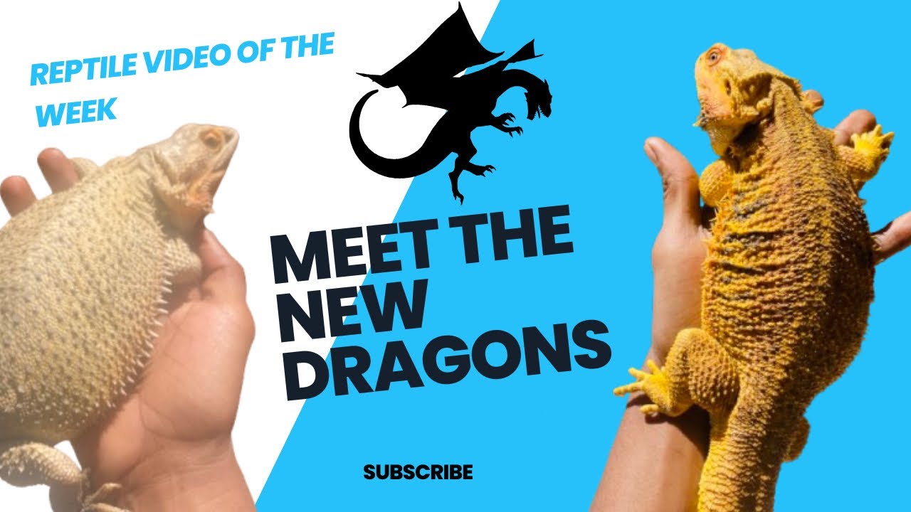 New Bearded Dragons - YouTube