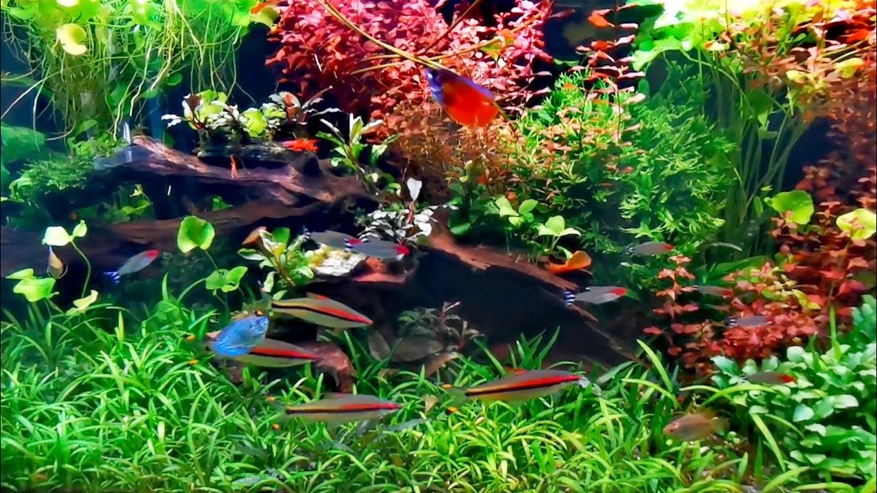 CARBO w akwarium.uwaga. - YouTube