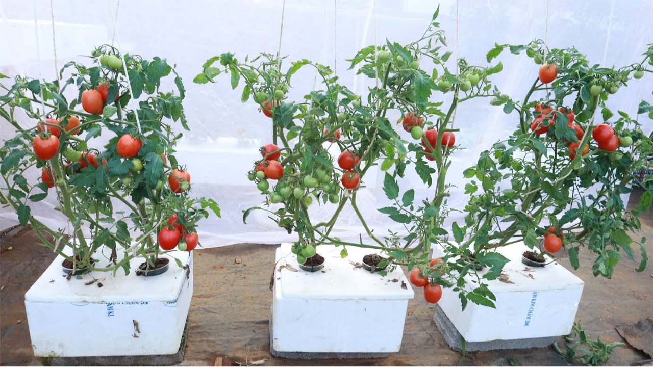 [No soil required] - Extremely simple hydroponic tomato growing method ...