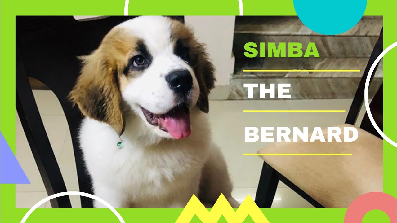 #Simba_d_bernard #stbernard Happy 2 months birthday Simba🎂- The Saint Bernard - YouTube