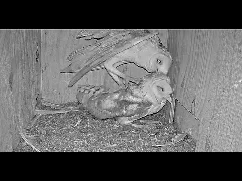 How cute, Owl Love: Barn owls mate and then cuddling and groom each ...