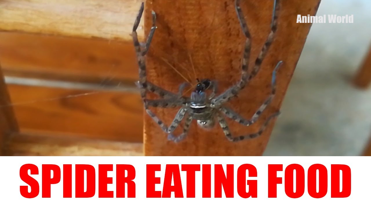 Spider Eating Food - YouTube