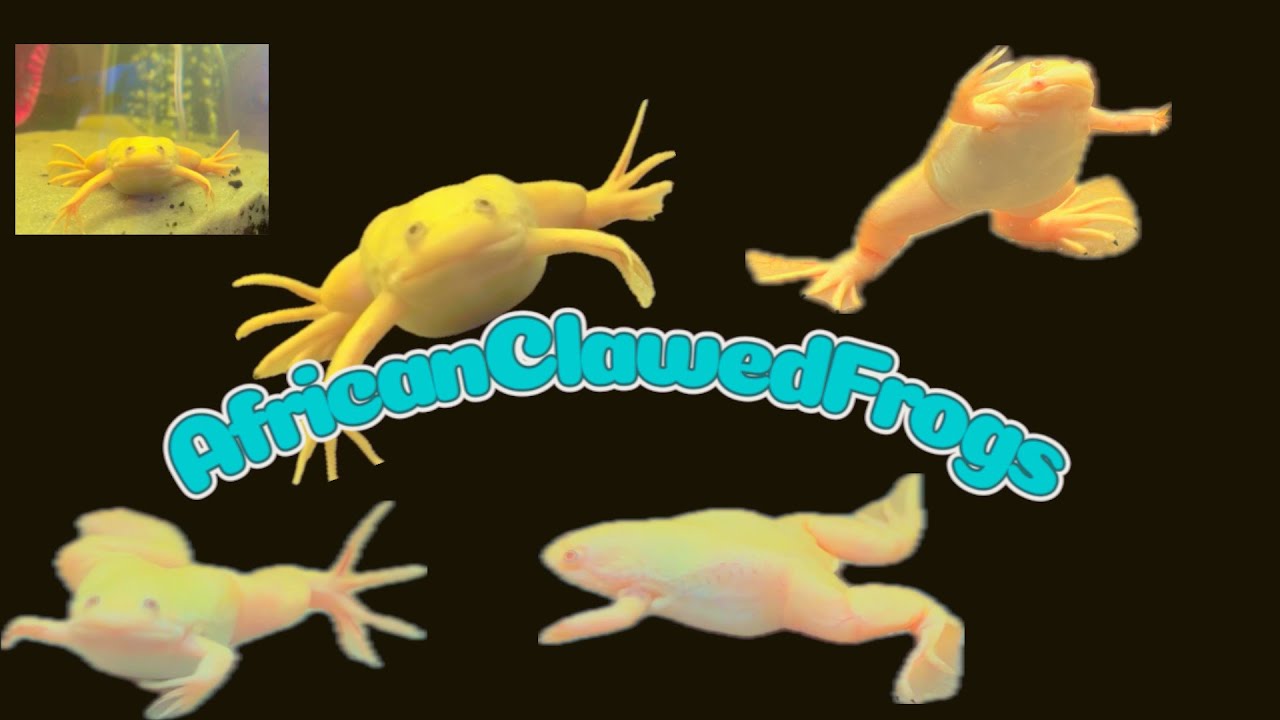 THE DEEP DIVE ON AFRICAN CLAWED FROGS, INVASIVE SPECIES OR SAVIOR OF ...