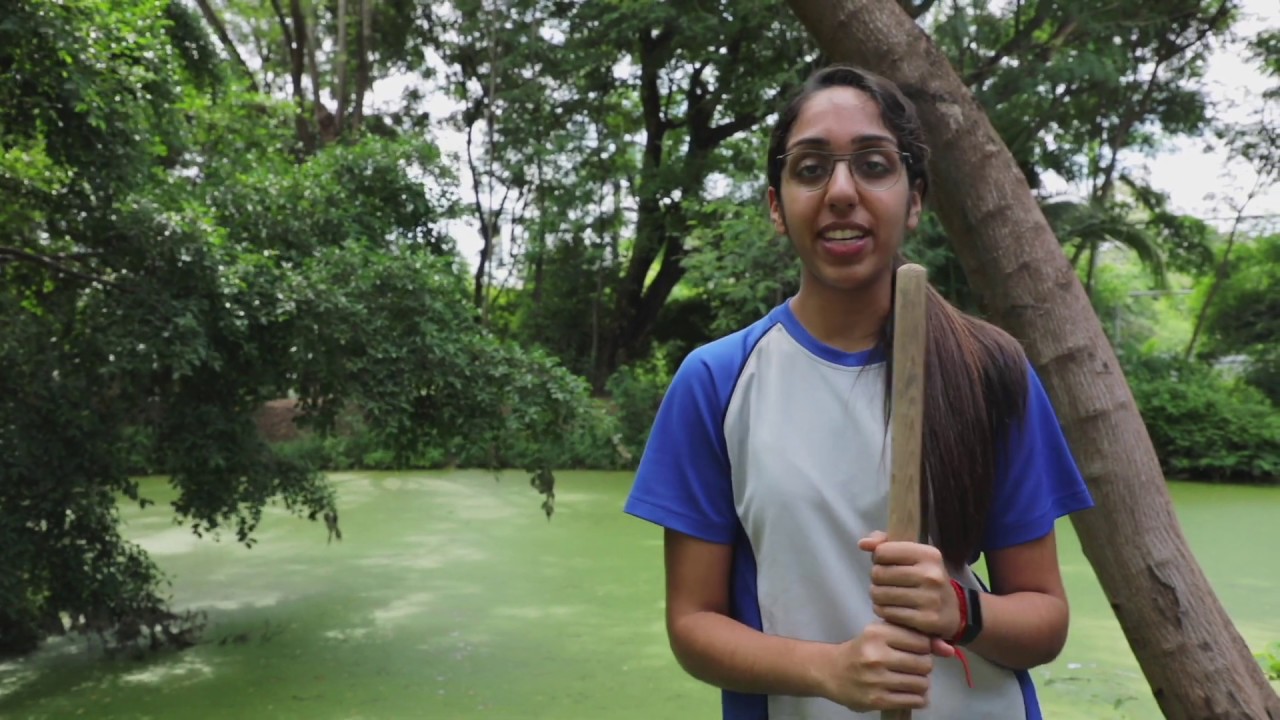 How to use the Pond Dipper – Science at Bangkok Patana School - YouTube