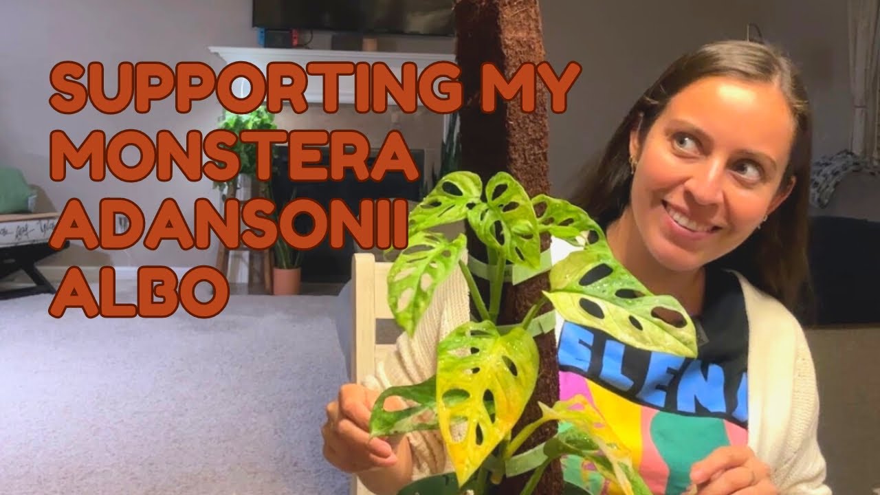 Supporting a plant using a Tree fern Pole for the first time! - YouTube