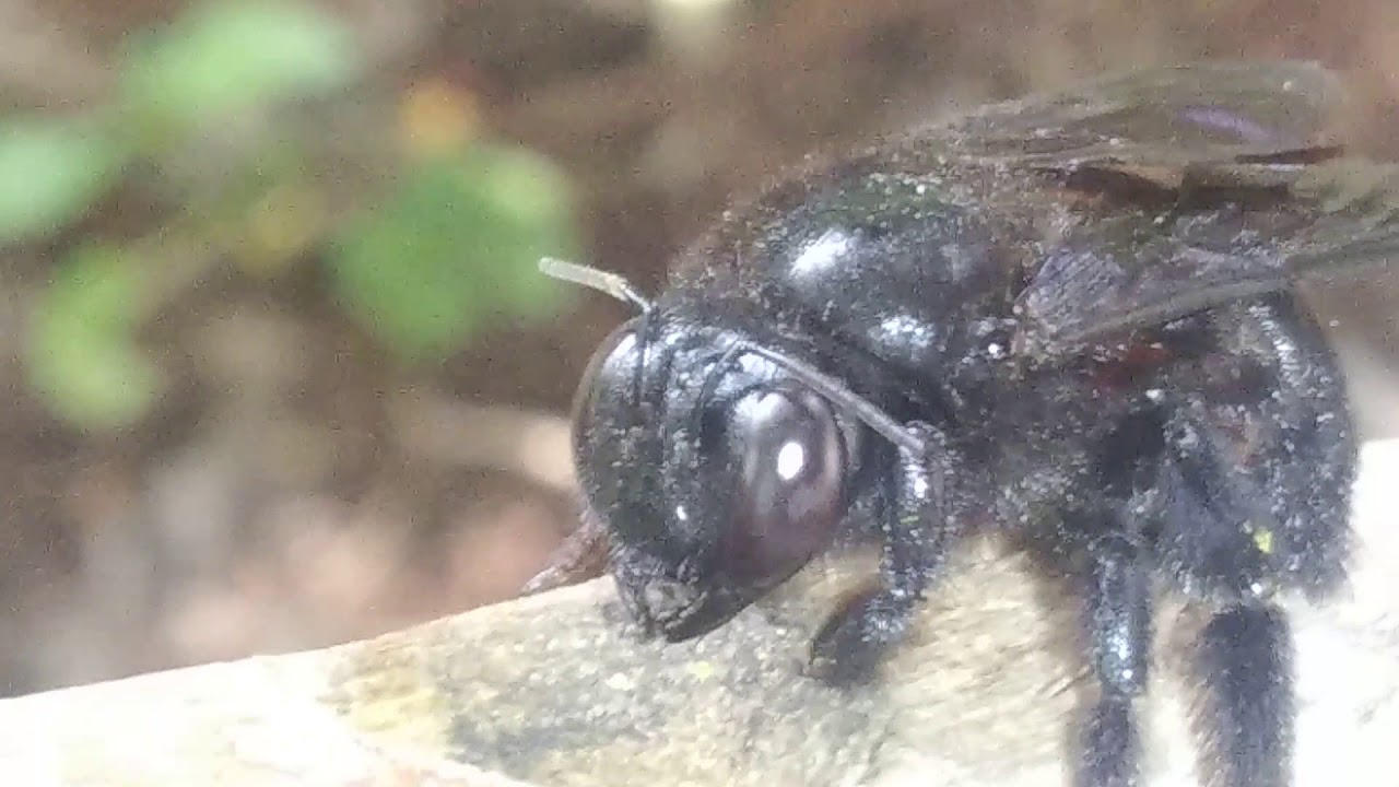 Mosco negro. Xylocopa sp. Abeja carpintera. Reynosa - YouTube