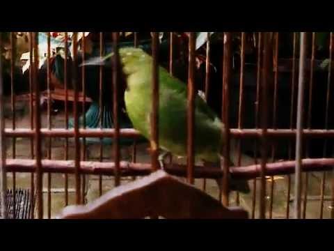 Cucak Ijo Mini - YouTube