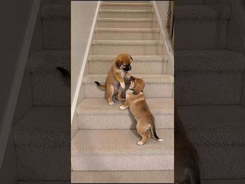 Cute Puppies Playing On The Stairs Funny Video #puppy #dog #funny #viral #shorts