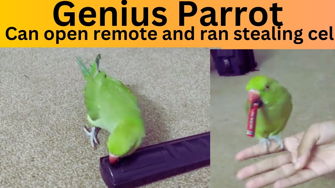 World's Genius Parrot 👏Watch the END part - YouTube