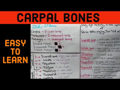 Carpal bones- Easy to learn & draw - Bones of Hand - YouTube