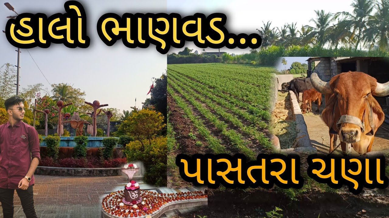 પાસતરા ચણા માં પાણી || આજ ઓસિંતાનું ભાણવડ જવાનું થયું || Bhanvad ...