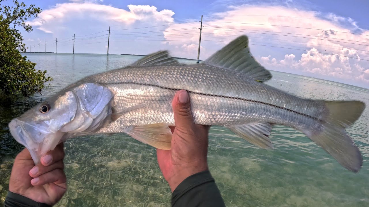 Florida keys shore Fishing-Multi species catch using live Pilchards ...