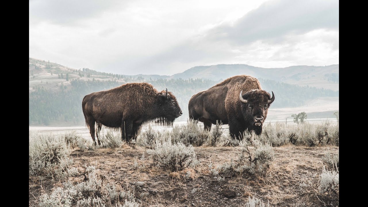 BISON AND WOLF SIGHTING IN YELLOWSTONE! (Day 2) - YouTube
