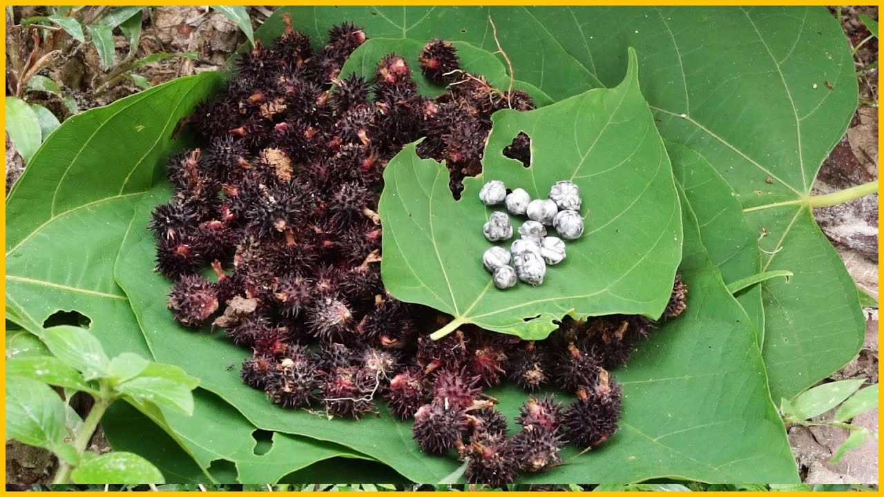 Finding Royal Fruit in The forest with Free life in The natural ep 30 ...