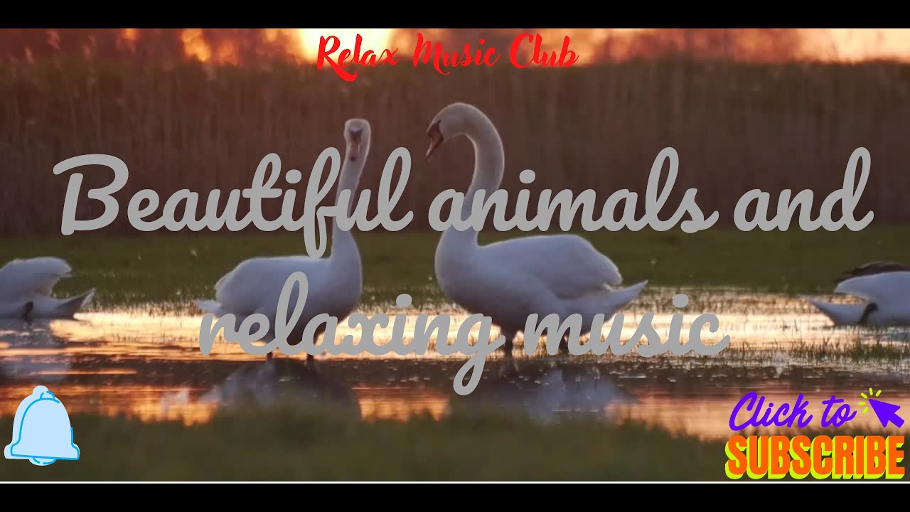 Beautiful animals and relaxing music. Study Music, Workout. - YouTube