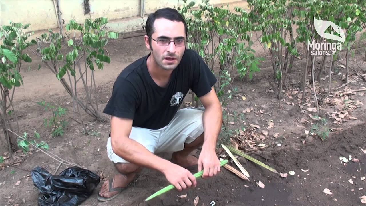 MoringaSalons.com: Peace Corps Senegal Planting Moringa - YouTube