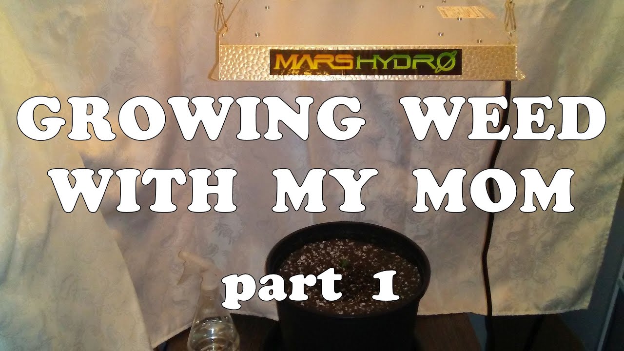 Growing a Blue Dream'matic autoflower with my Mom using the Mars Hydro ...