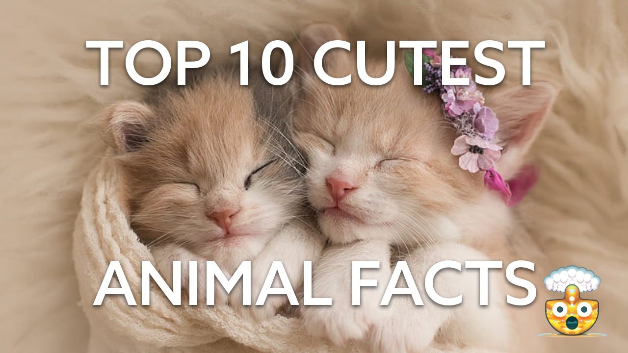 Cute Animal Facts That Will Make Your Heart Melt Discover The Adorable cute-animal-facts-that-will-make-your-heart-melt-discover-the-adorable
