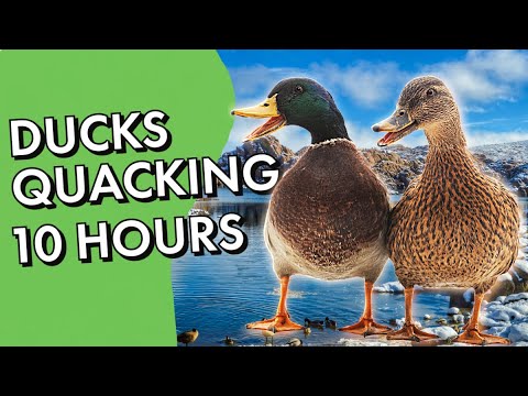 DUCKS QUACKING 10 HOURS SOO SATISFYING - YouTube
