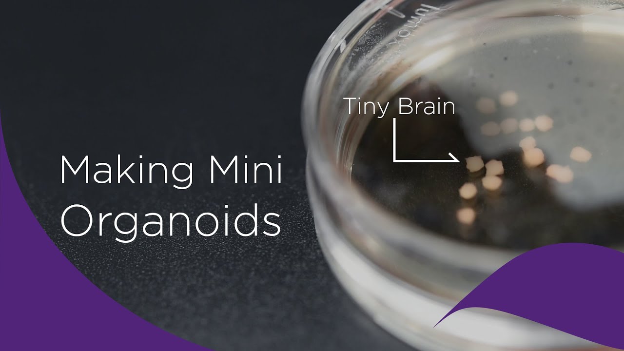 Making Mini Organoids with AIBN - YouTube