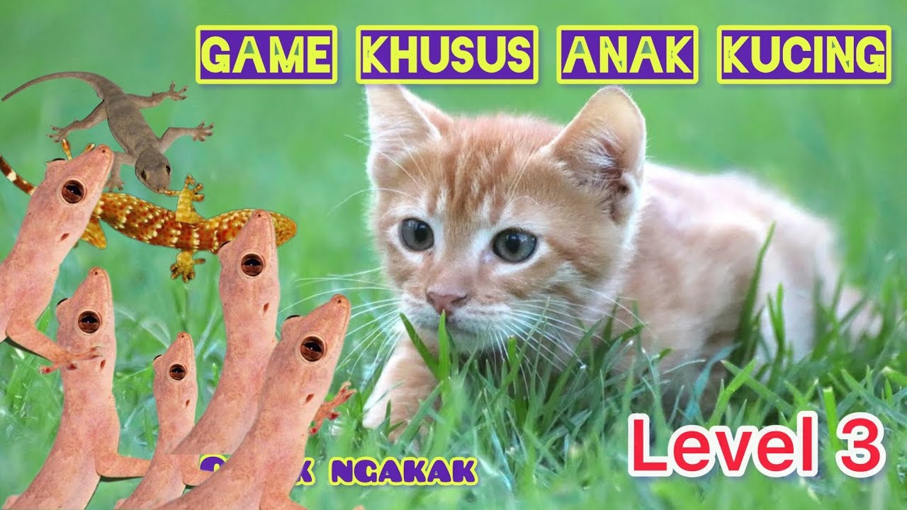 CAT GAMES KHUSUS UNTUK ANAK KUCING (INCLUDING ATTRACTIVE SOUND) - cicak ...
