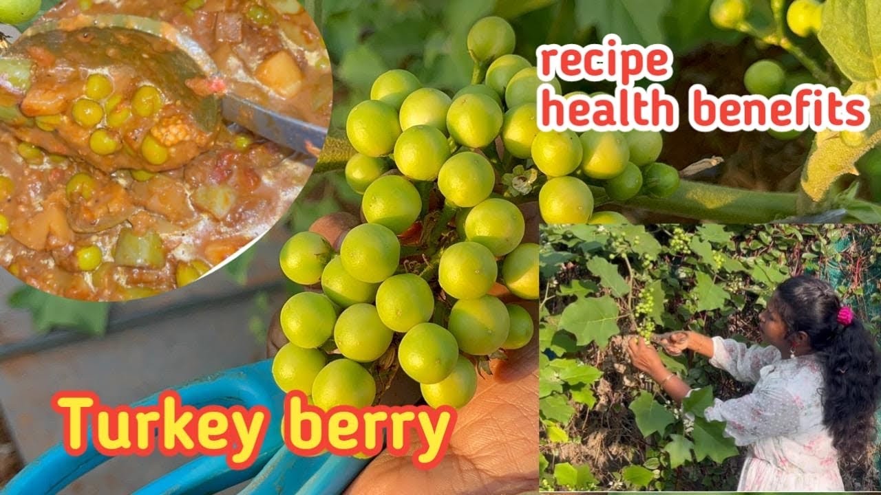 Turkey berries harvest and cooking usthikayalu health benefits - YouTube