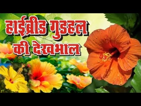 hybrid gudhal ki dekhbhal | #howtogrowlotusathome #houseplants #garden ...