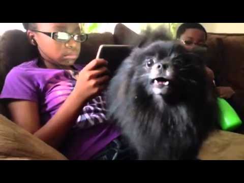 Evil Pomeranian - YouTube