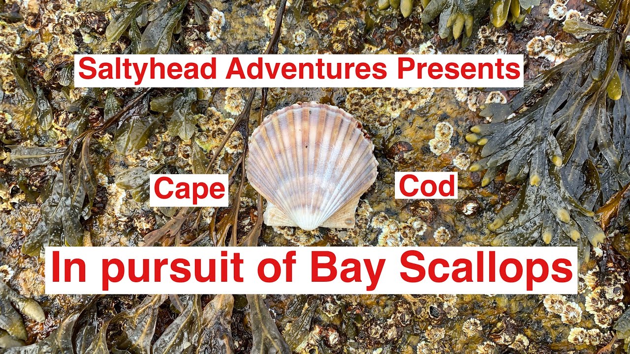 In Pursuit of the Bay Scallop on Cape Cod with Saltyhead - YouTube