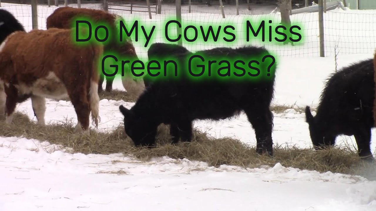 Do my cows miss green grass - YouTube