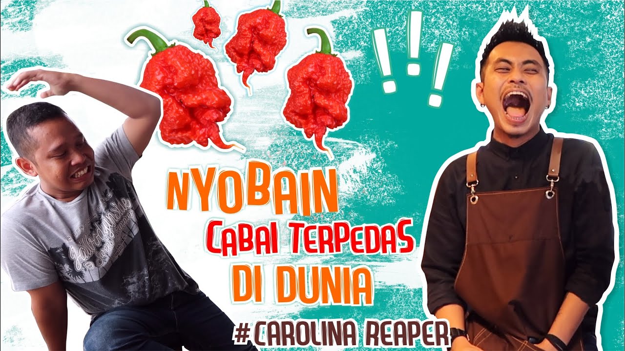 CABE TERPEDAS ‼️ NYOBAIN CABAI TERPEDAS DI DUNIA | CAROLINA REAPER ...