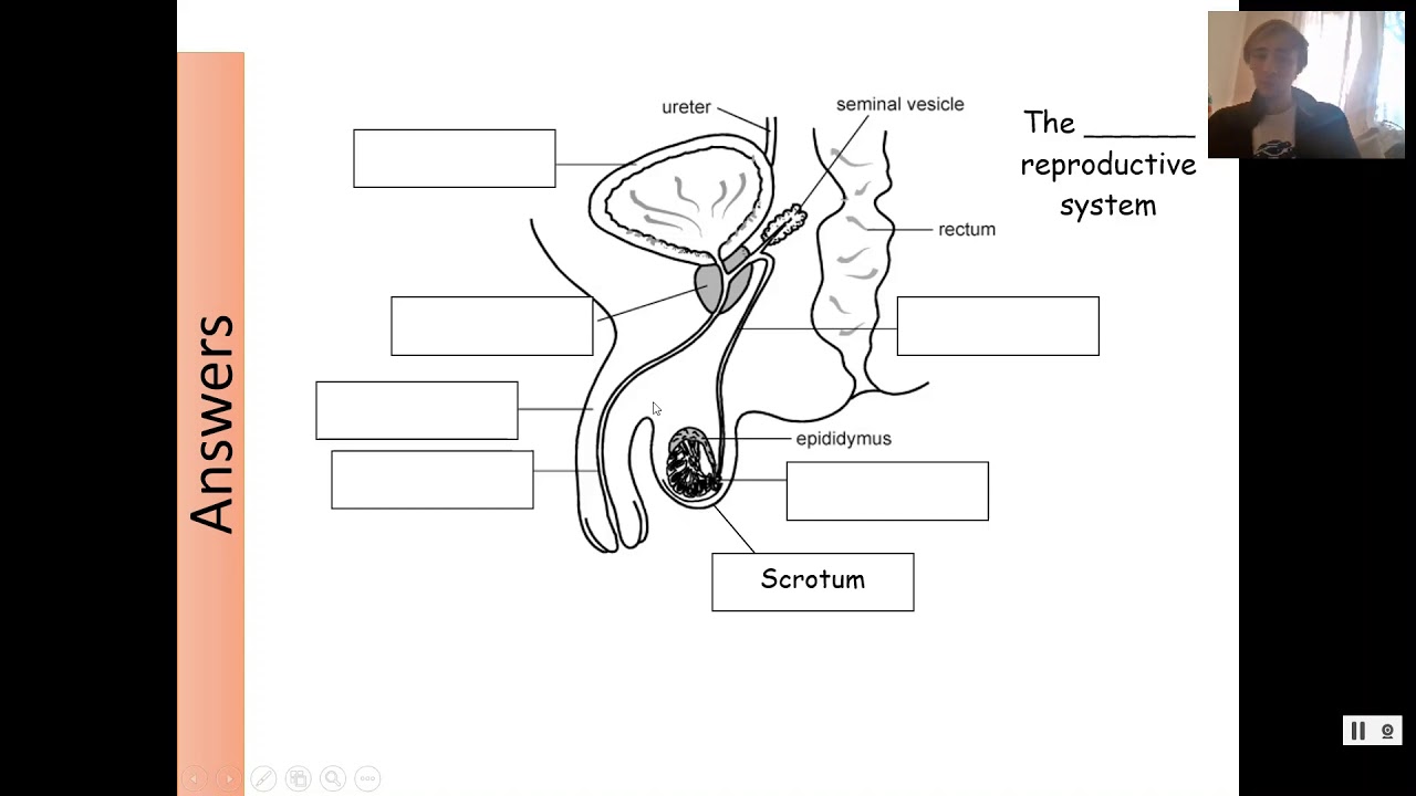 Human reproductive systems KS3 - YouTube
