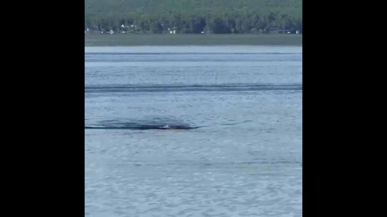 Video: Bald eagle seen swimming in Wolfeboro - YouTube