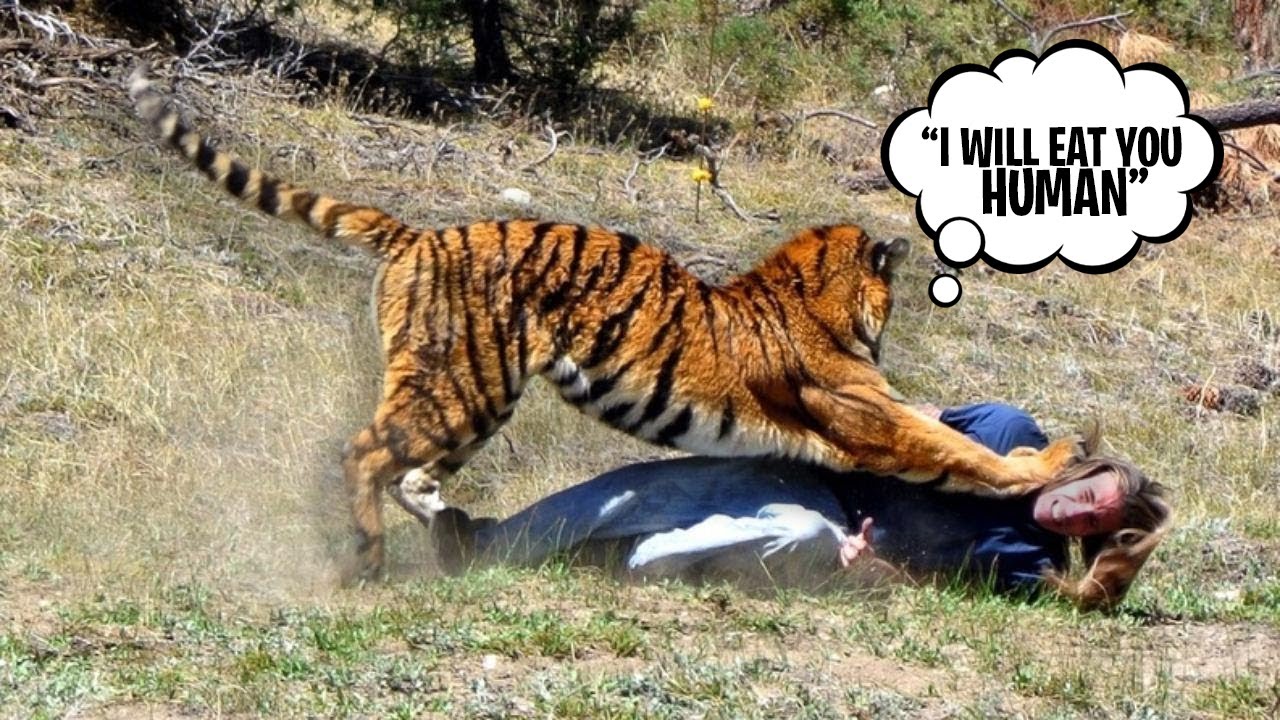 Animals That Utterly HATE Humans! - YouTube