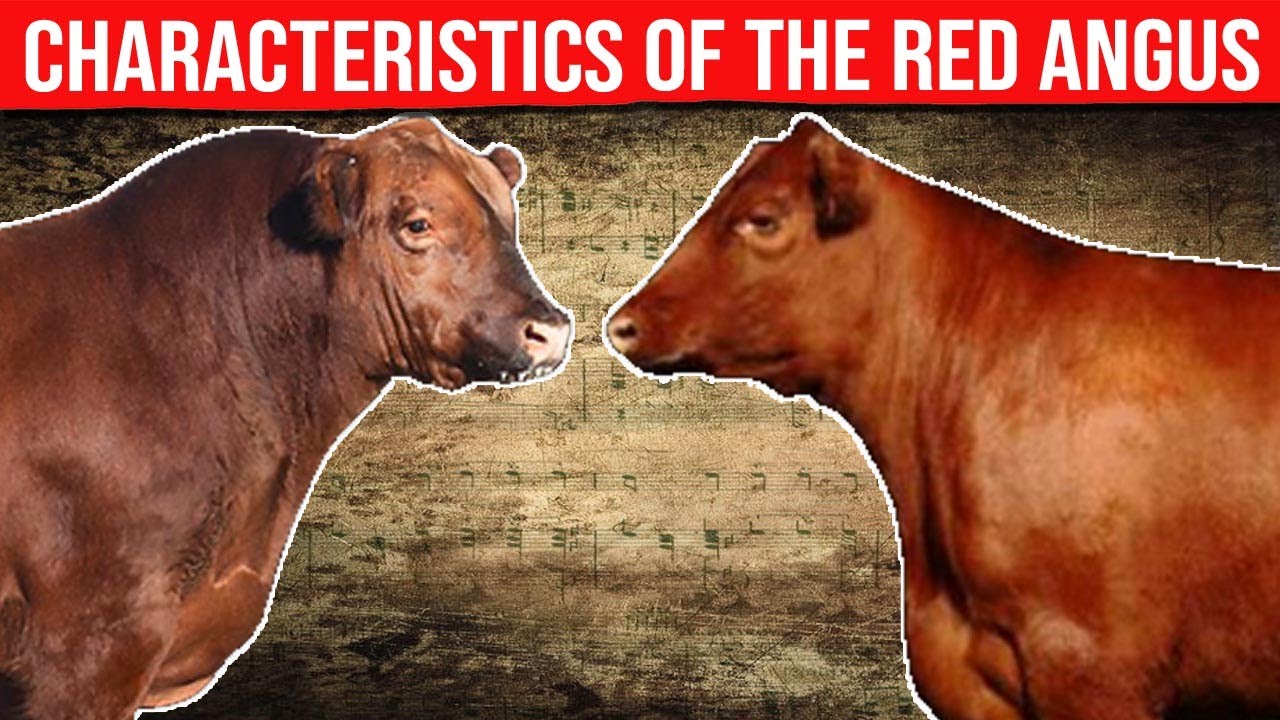 ⭕ RED ANGUS CATTLE Characteristics Biggest Bulls And Cow - YouTube