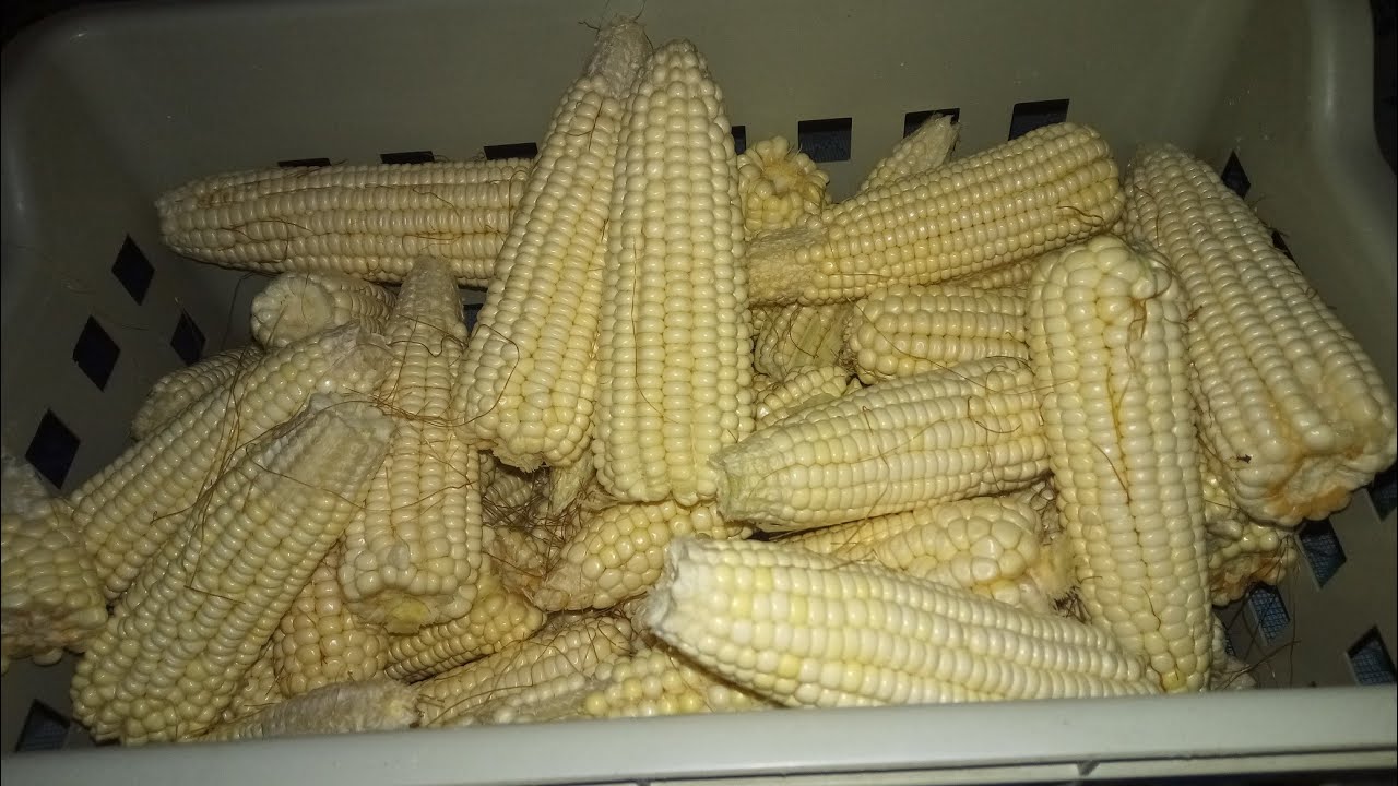 Cooking nilagang Mais Super yummy /Simple life leyte - YouTube