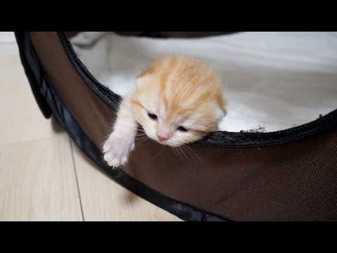 Cute little kitten that’s just opened its eyes is already trying to escape…
