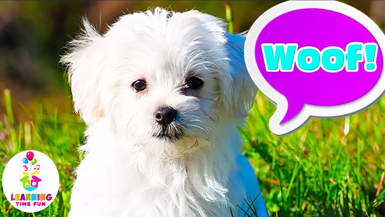 ANIMAL NAMES & SOUNDS for PRESCHOOLERS! (Educational Videos for Young ...