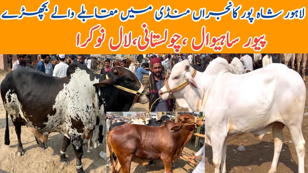 Nokra Galabi Cholistani Pure Sahiwal Bull Compitaion Lahore Shahpur ...