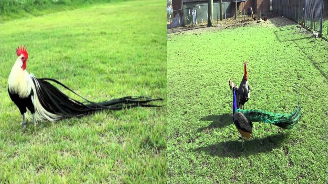 #peacock and peasant fighter cock,, natural creature video - YouTube