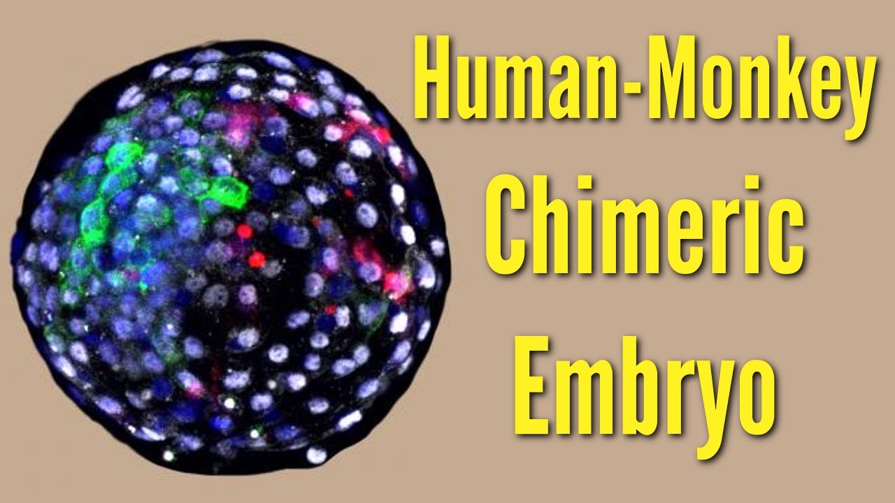 Researchers generate human-monkey chimeric embryos - YouTube