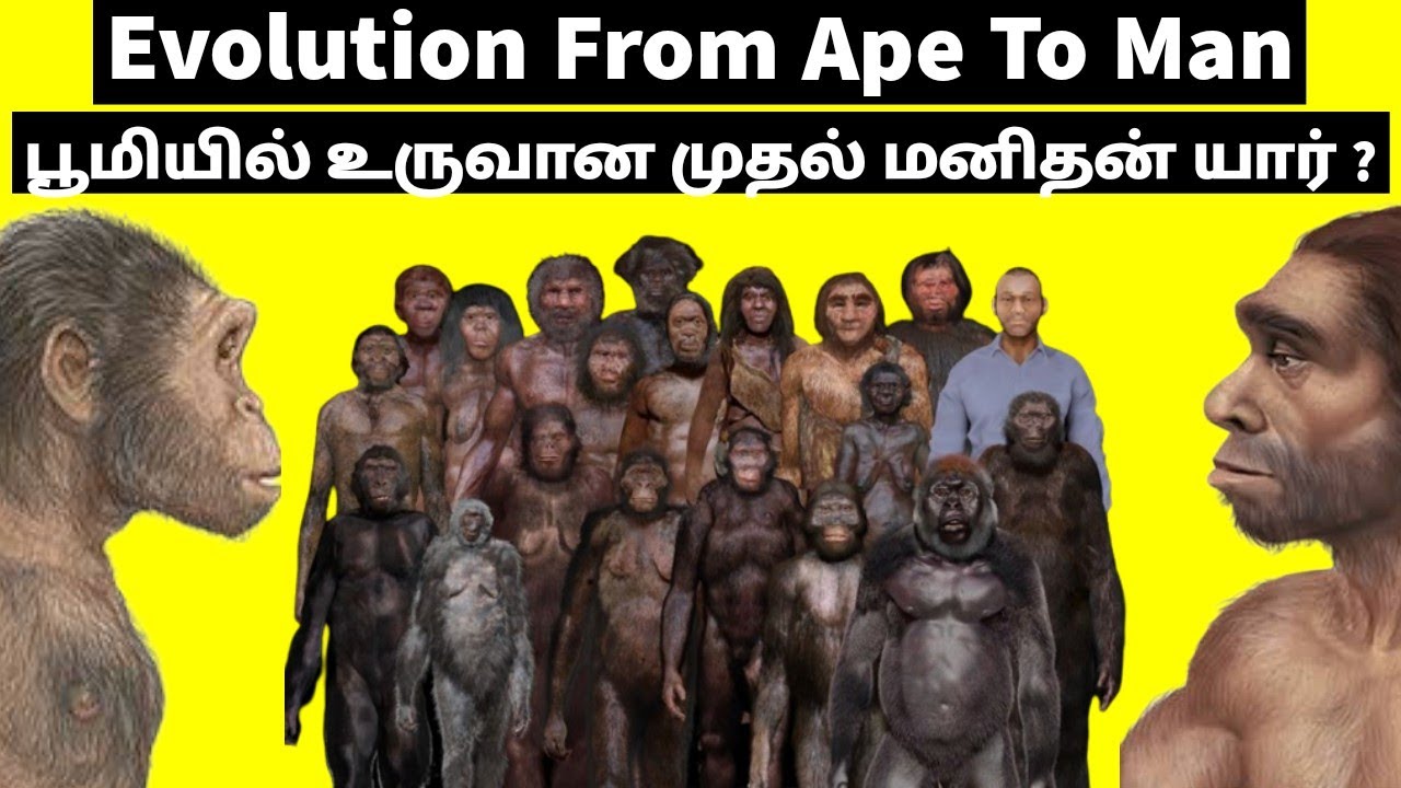 Evolution From Apes To Human - Gigantopithecus To Homo Sapiens - Tamil ...