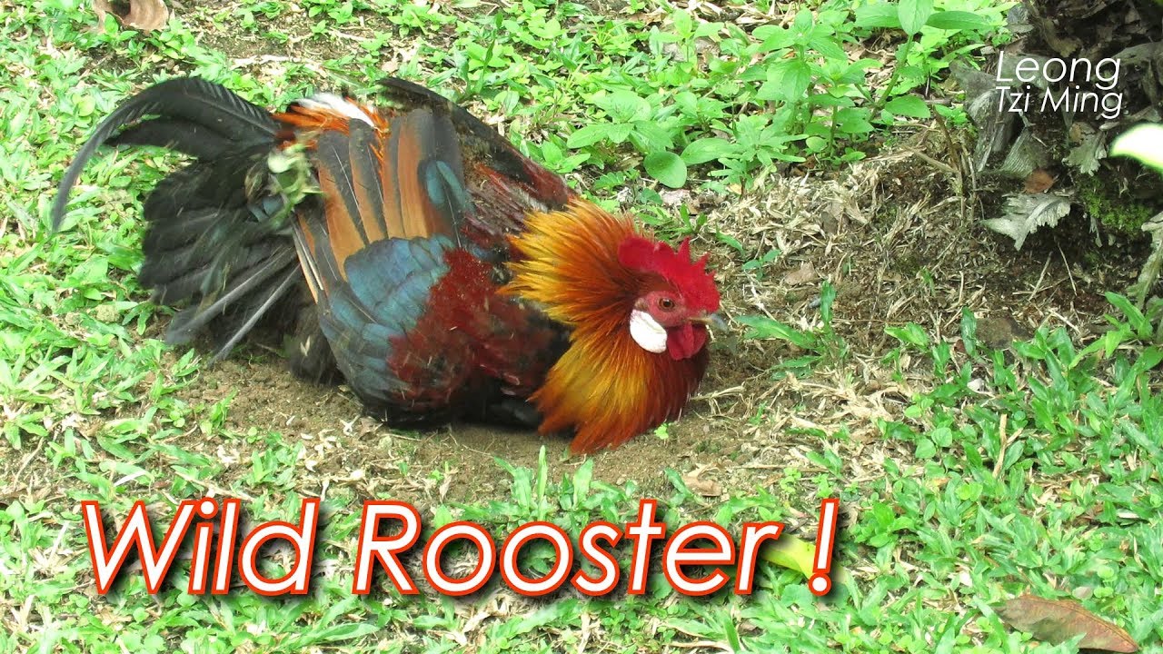 Wild Rooster (21Jun2018b) - YouTube