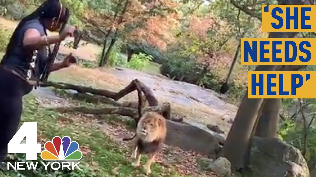 Family Says Woman Who Taunted Lion 'Needs Help' | NBC New York - YouTube