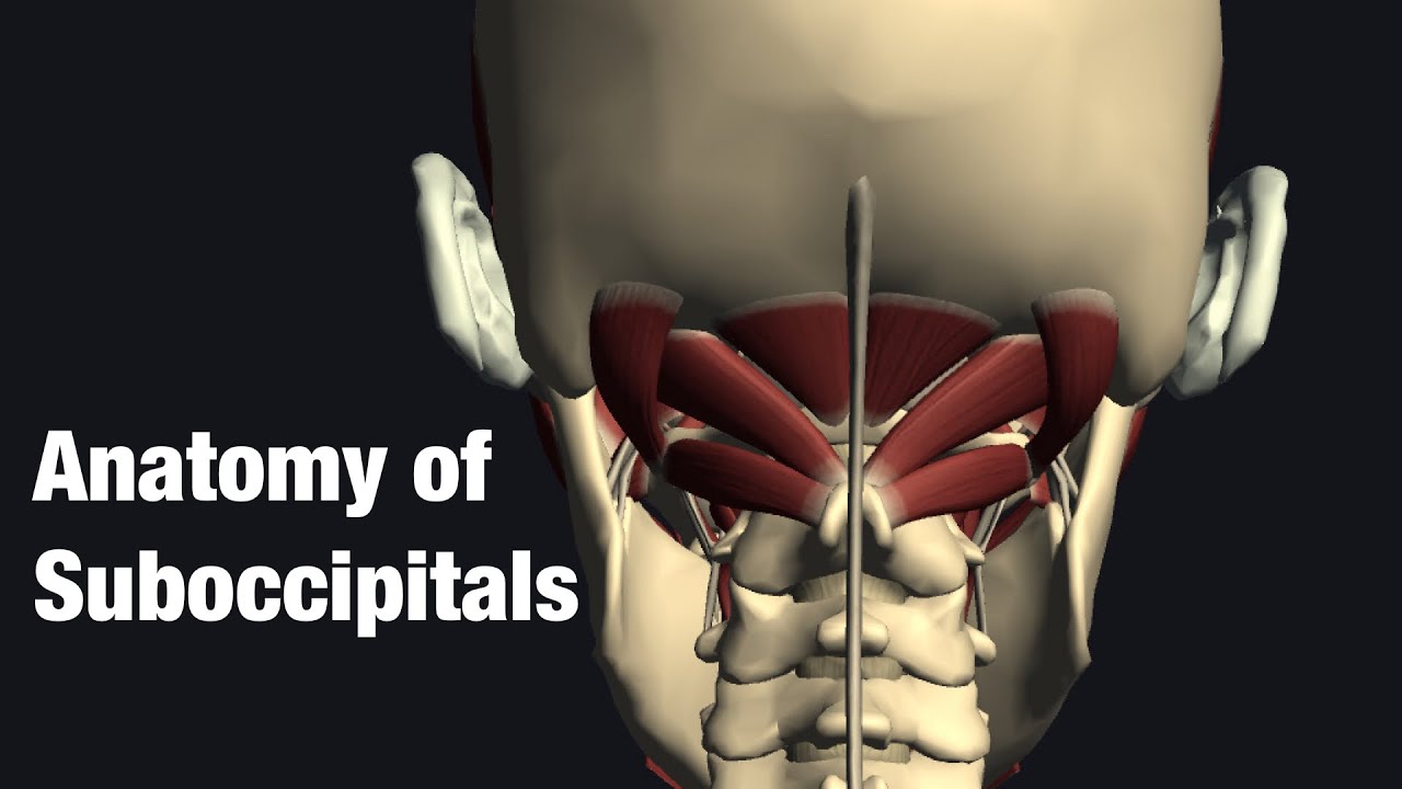 Anatomy of suboccipital muscles - YouTube